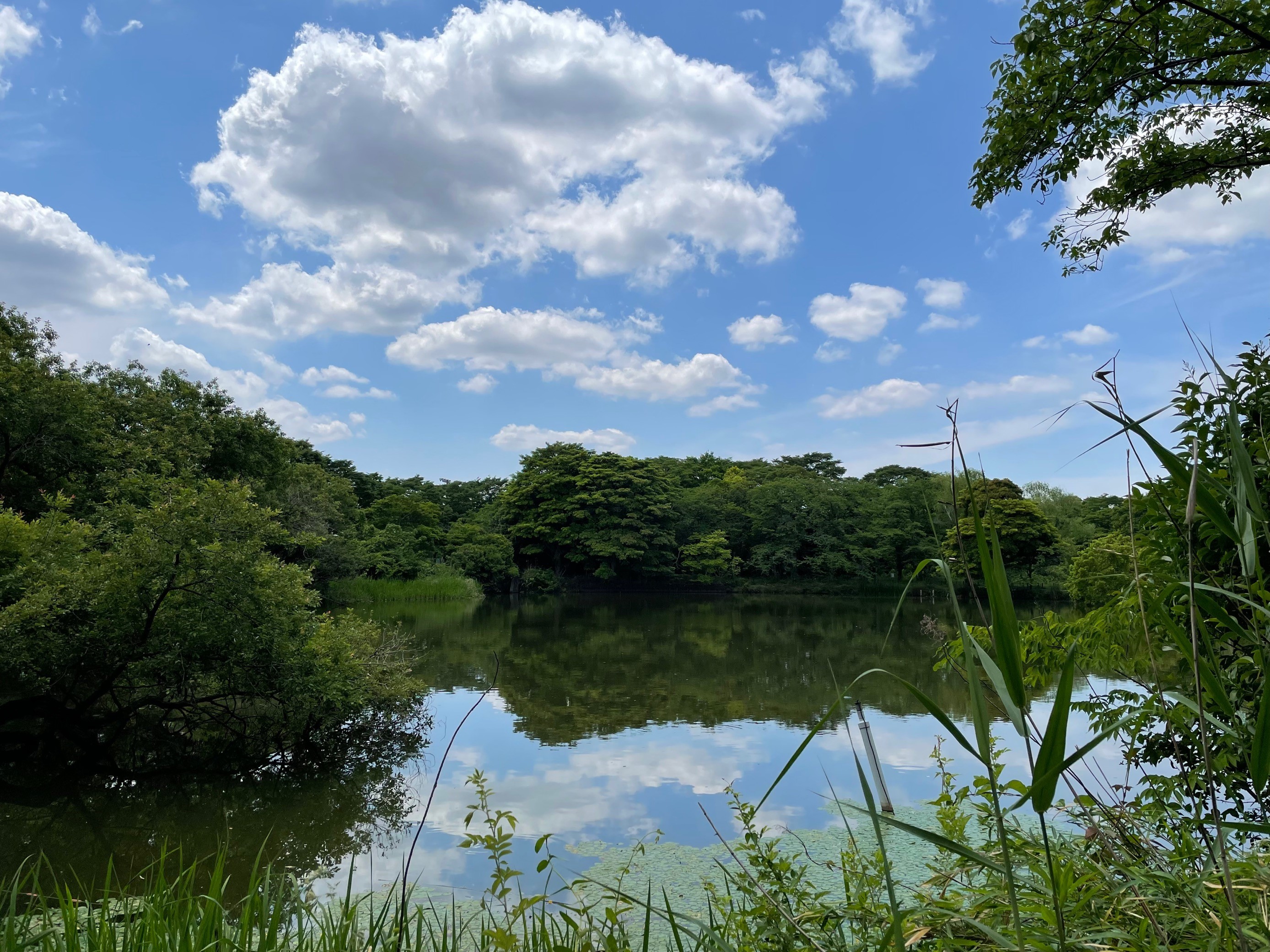 Biodiversity: Environment | NEC